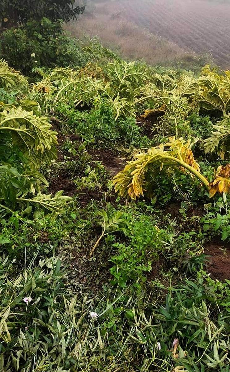 Wild elephants damage crops