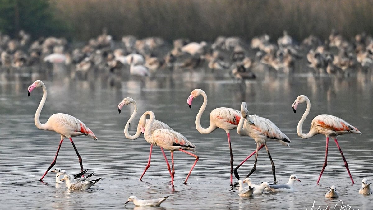 Maha Mangrove cell steps in to save DPS Flamingo lake, asks CIDCO to ...