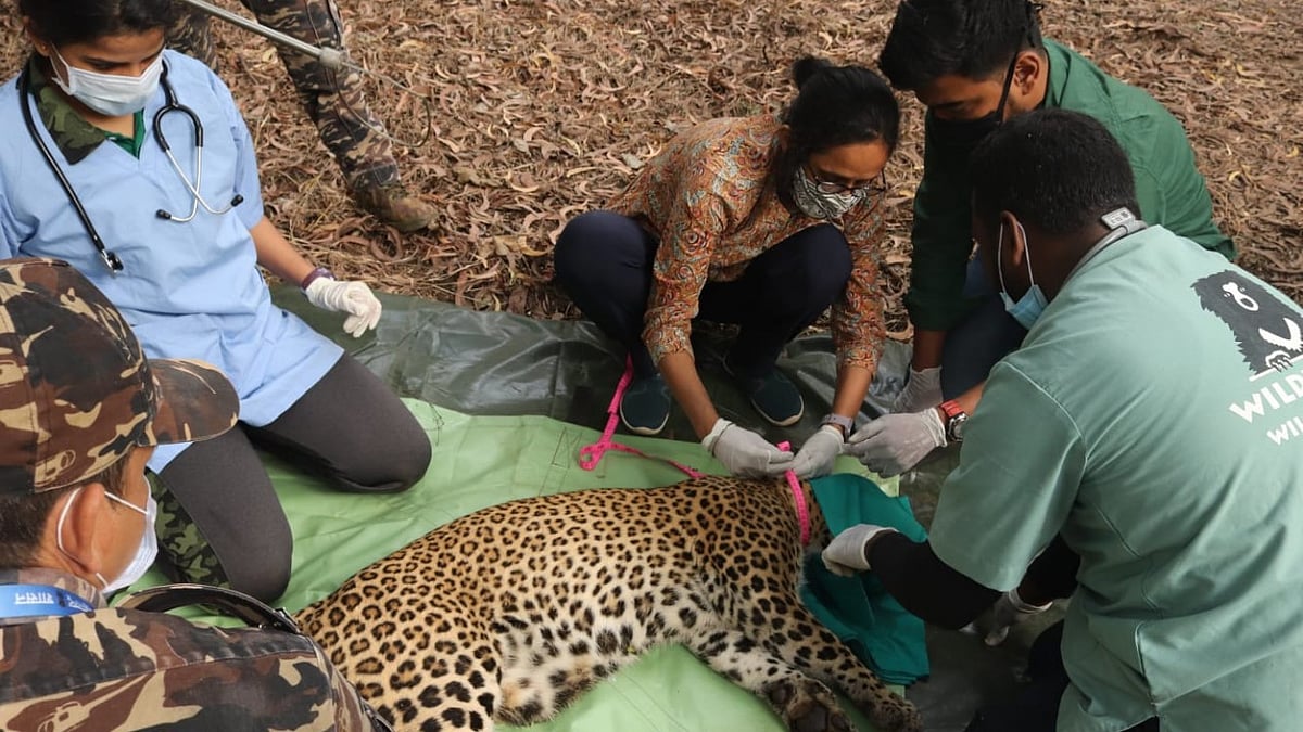 Another tagged leopard released in Maharashtra