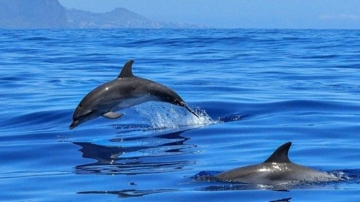 Coastal rescue centre proposed to help beached, caught-in-net marine ...