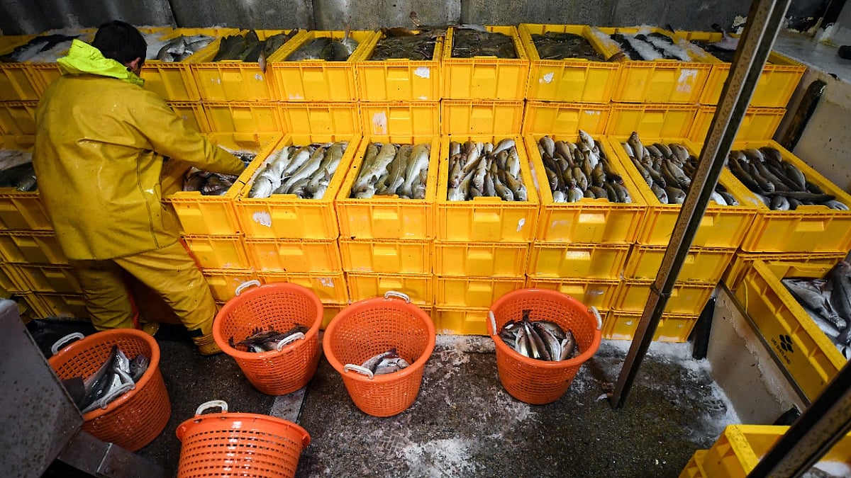 Kerala health officials destroy 9,600 kg of stale fish