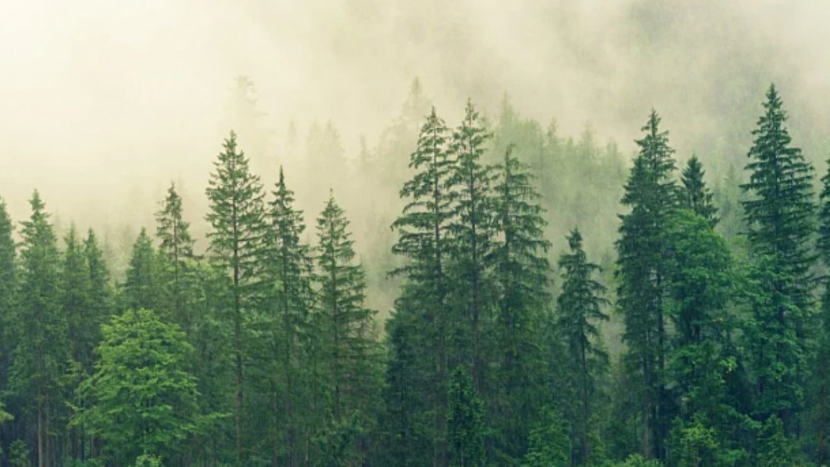 New forest conservation rules will disempower tribals: Congress