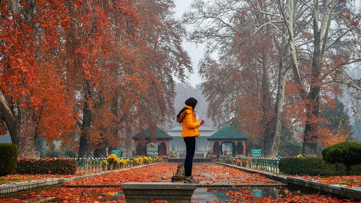 Largest Chinar park, 'ChinarZaar', to come up in Srinagar soon