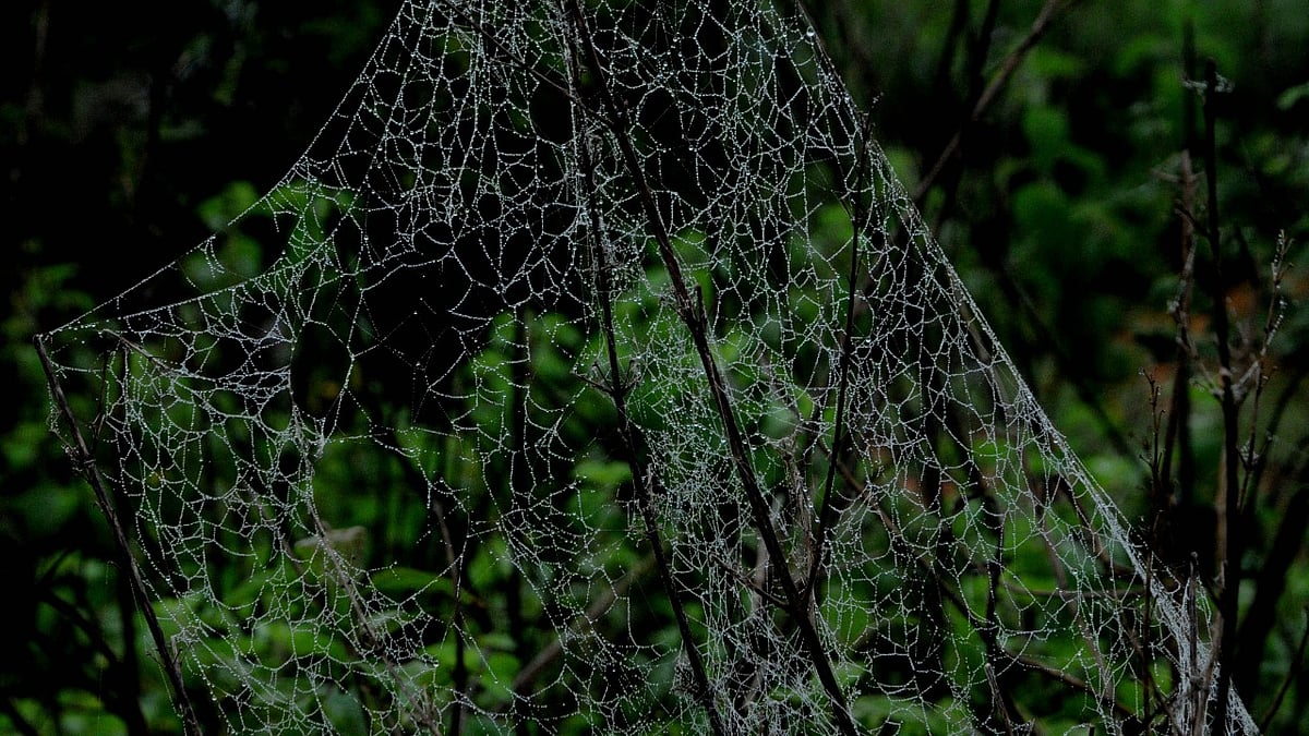 The legend of Arachne, the wonderful weaver