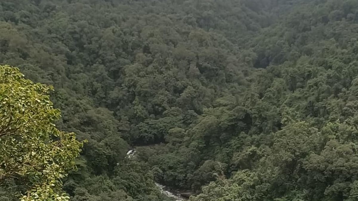 Forests are more than just trees