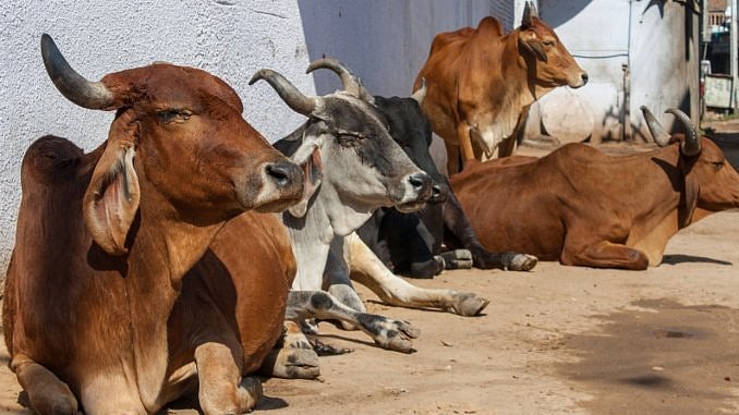 Lumpy skin disease in cattle spreads to over 8 states; 7,300 animals ...