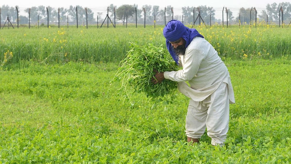 How about MSP for cattle fodder?