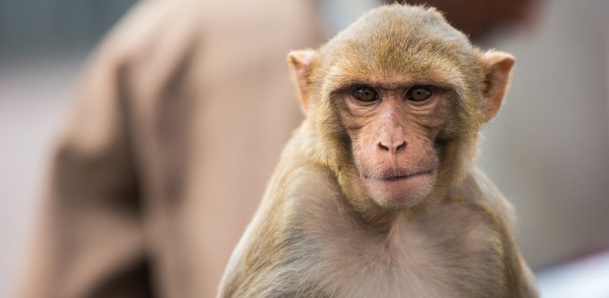 Capture, release of monkeys: Karnataka HC directs govt to give effect ...