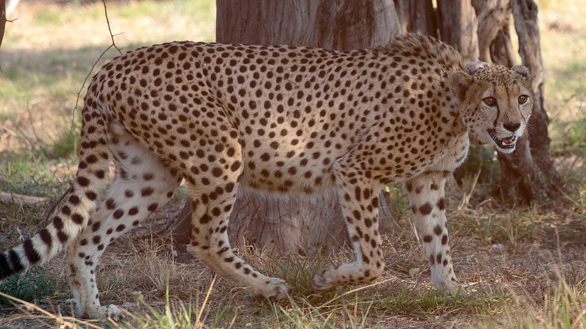 MP: More than 1,000 dogs around KNP given anti-rabies shots before ...