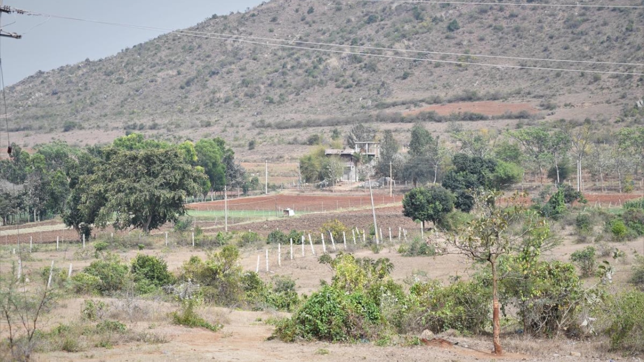 Bandipur forest