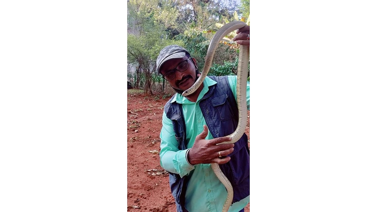 Short-staffed and under-paid, Bengaluru's snake catchers face stiff ...