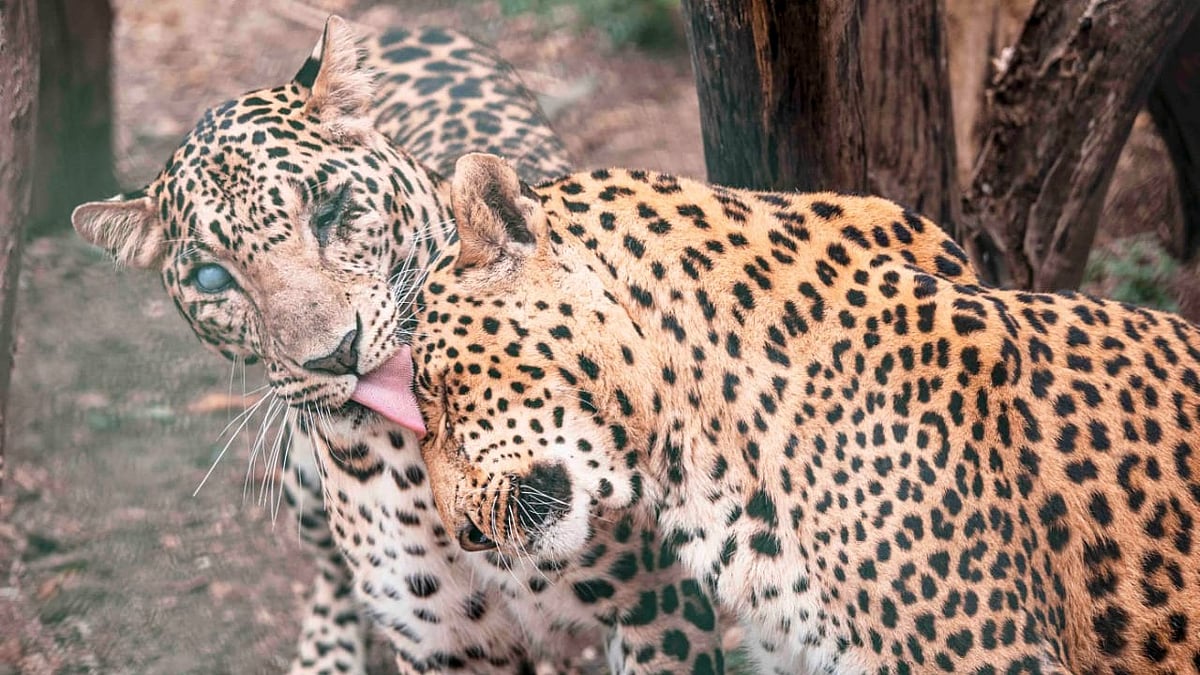 Trauma, disability bring two leopards together