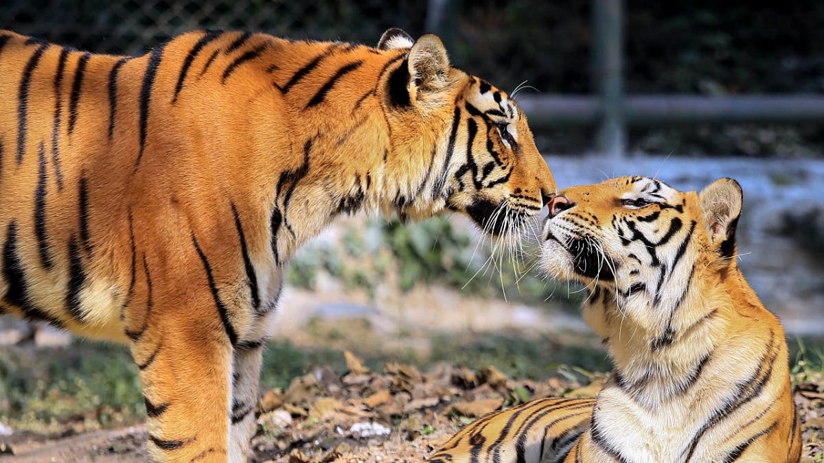 Mumbai’s tigers to be exchanged with Gujarat’s lions