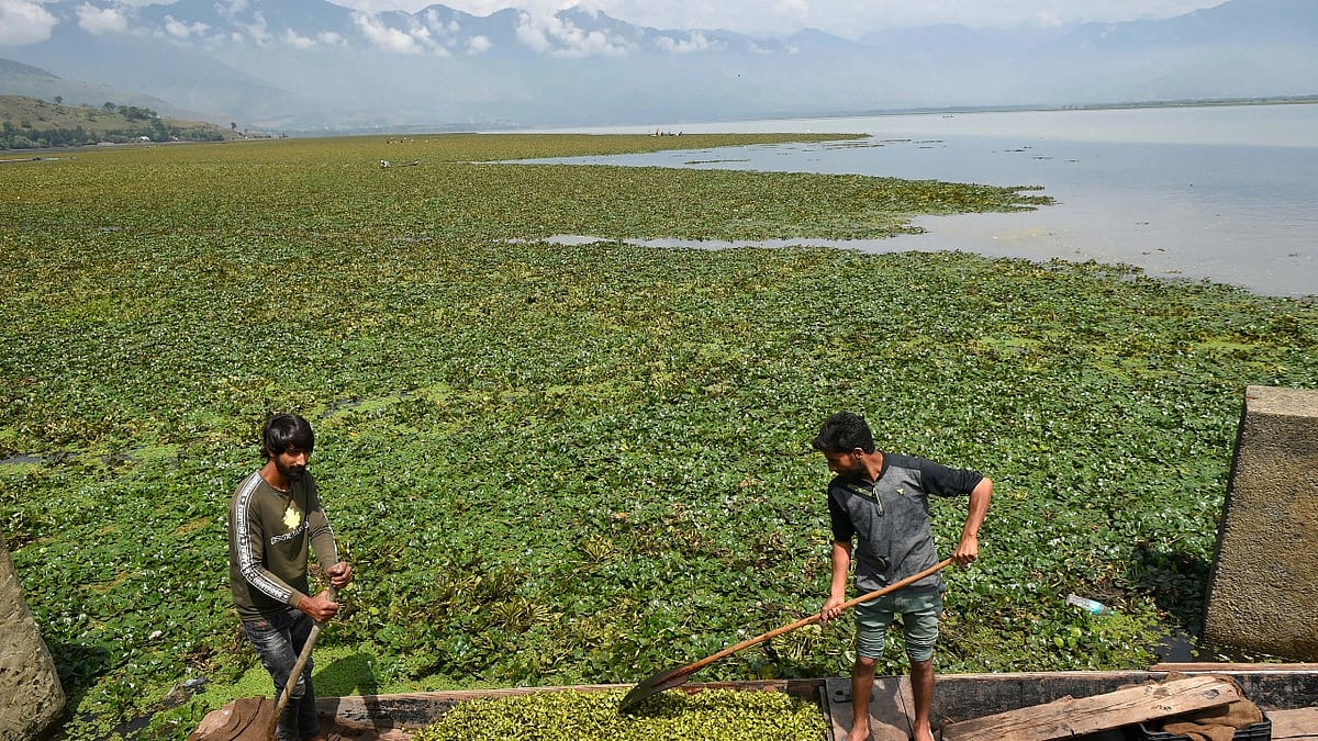 Encroachment threatens Kashmir's Wular lake, and with it, thousands of ...