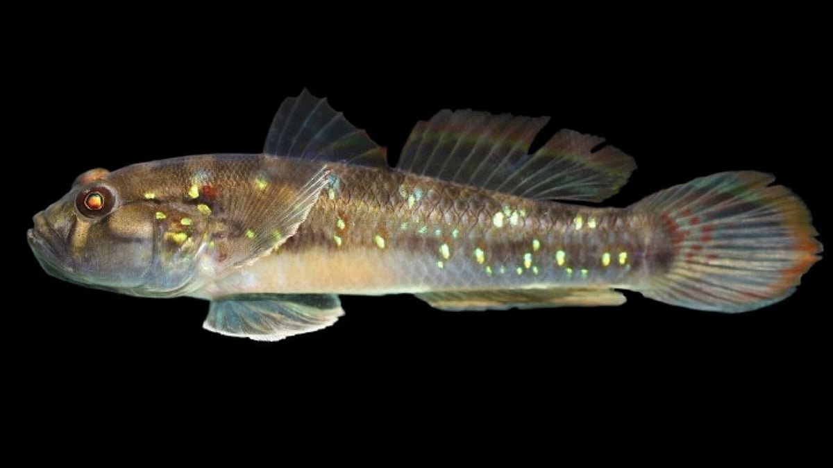 Study finds 21 species of Gobioid fishes in mangrove and estuarine ...
