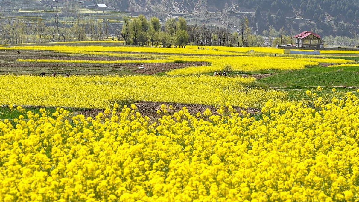 India gives environmental approval for genetically-modified mustard