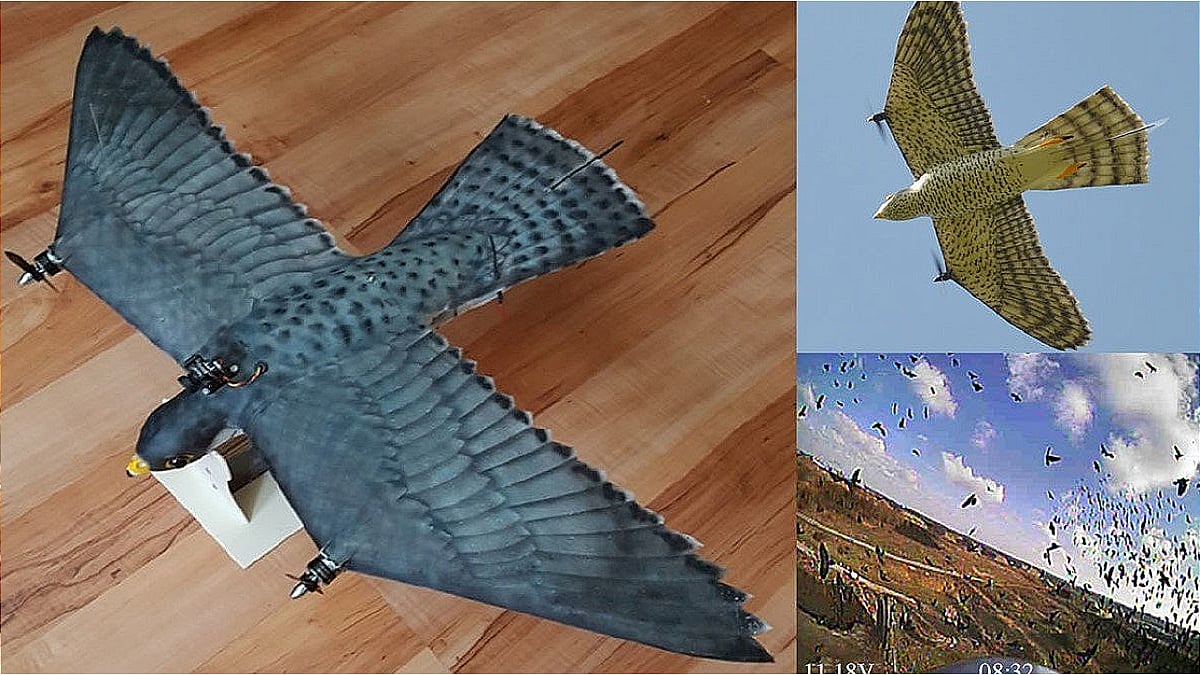 Robotic falcon built to prevent bird strikes: Why Indian airports need it
