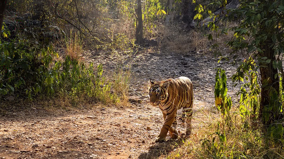 India lost 154 tigers between 2017-21 to poaching: Report