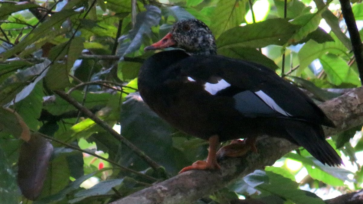 Climate change may push Assam's state bird to extinction, study warns