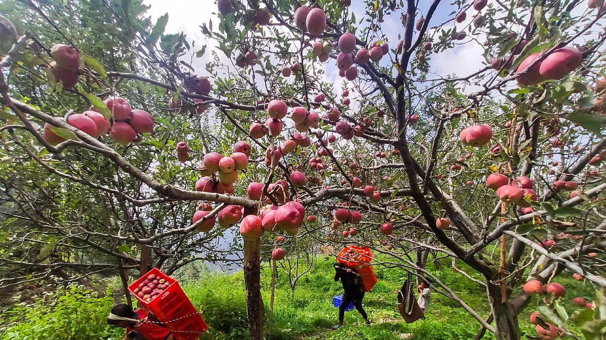 Apple transportation through drones to become reality in Himachal ...