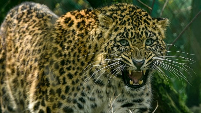 Need dedicated division to tackle human-leopard conflict: Wildlife ...