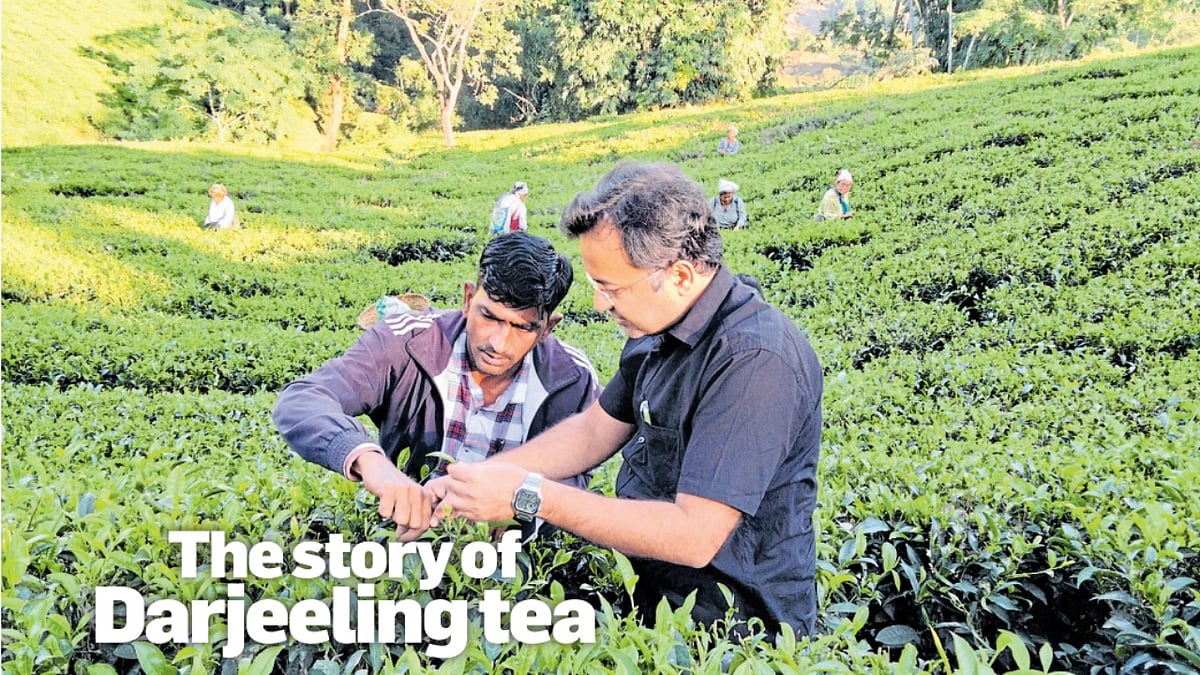 The story of Darjeeling tea