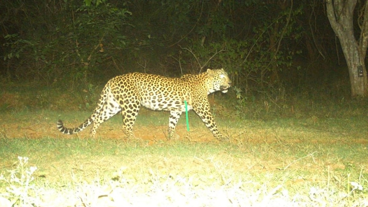 Two leopards killed in Arjuni Moregaon forest range in Gondia