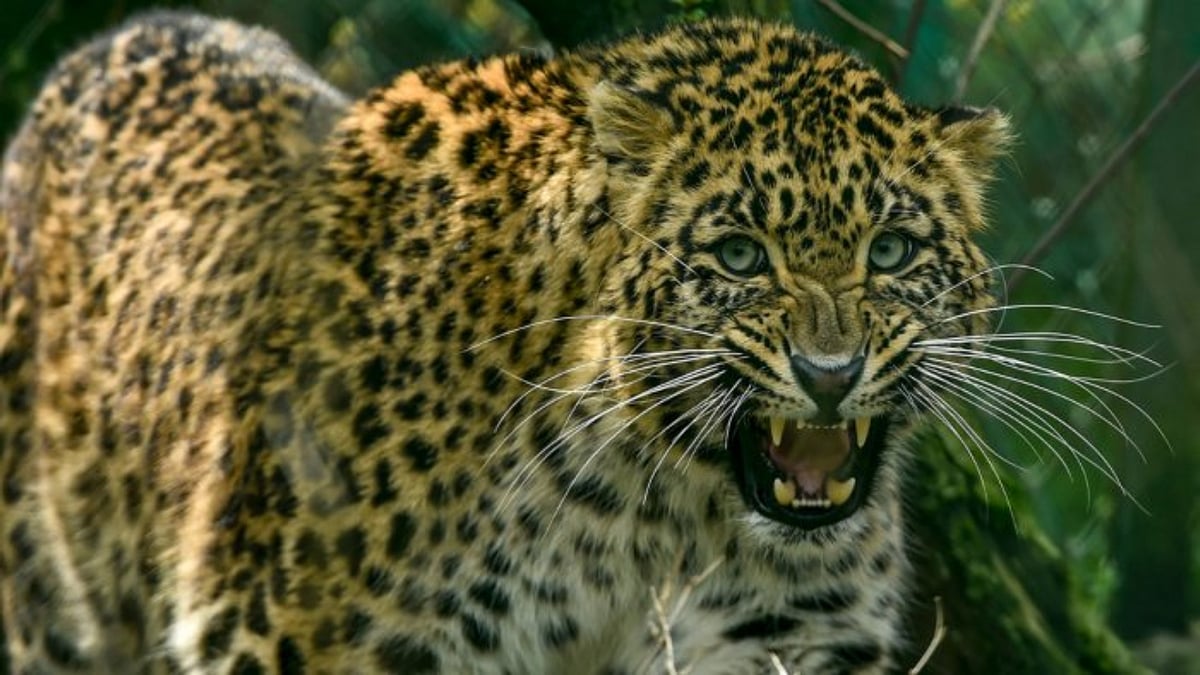 Leopard attacks due to ‘imbalance’, says Karnataka minister