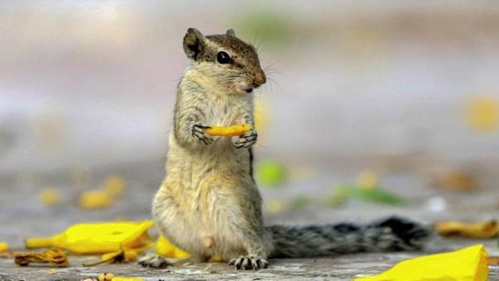 Chipmunks on a wire