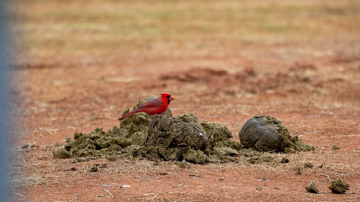 Treasured 'shit': Fossilised dung can offer unusual insight into ...
