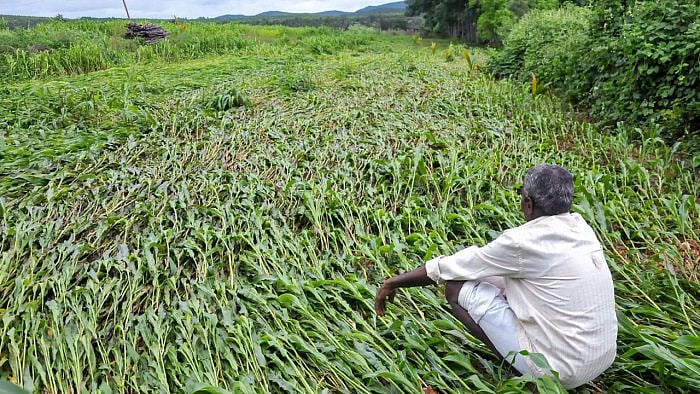 Karnataka govt announces compensation to farmers affected by tur crop ...