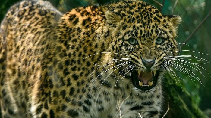 Male leopard suspected to have killed two people last week, trapped in ...