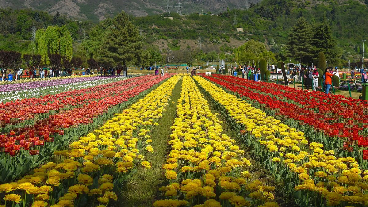 1.5 million tulips to bloom in Asia’s largest tulip garden in Jammu and ...