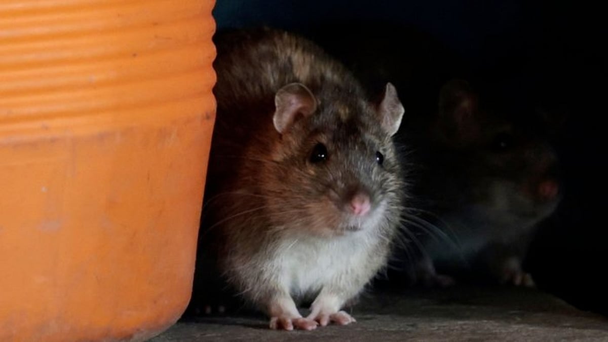 Giant rat bites 8-year-old boy in a Hyderabad McDonald's, father lodges ...