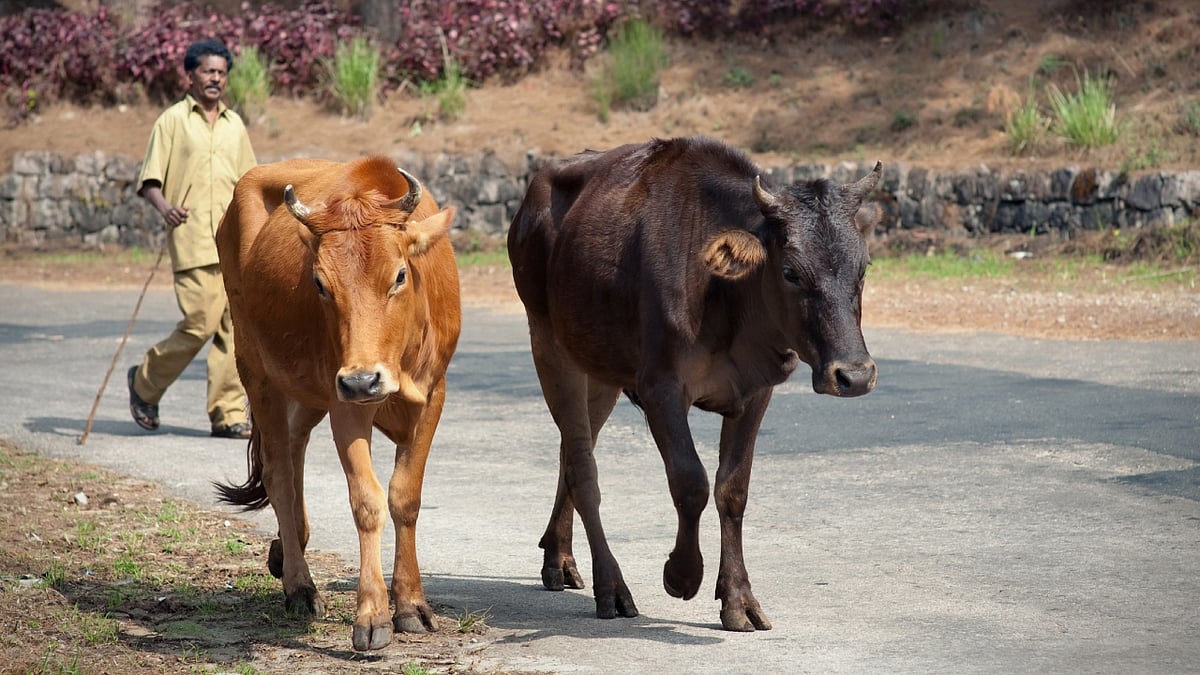 Two arrested in Goa for killing cow, stealing calf