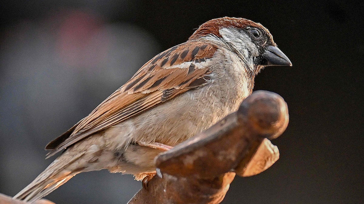 World Sparrow Day: Conservation efforts offer hope for sparrows' return ...