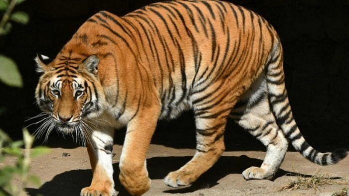 India signs pact with Cambodia on tiger translocation