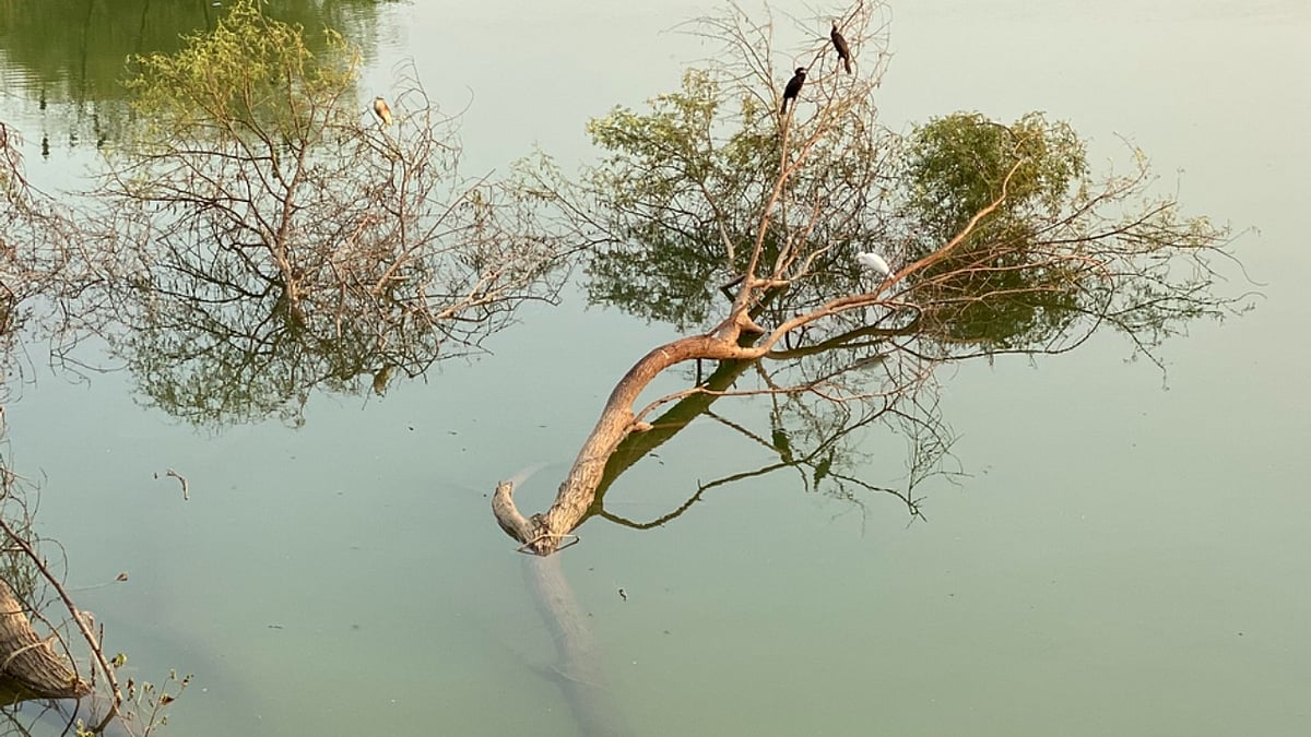 Woman's body found floating in Mathura water body