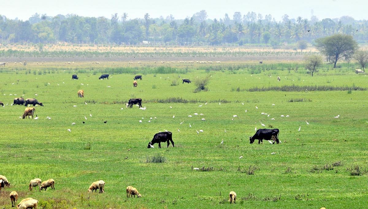 Gomalas to be revived to give fodder to dairy farming