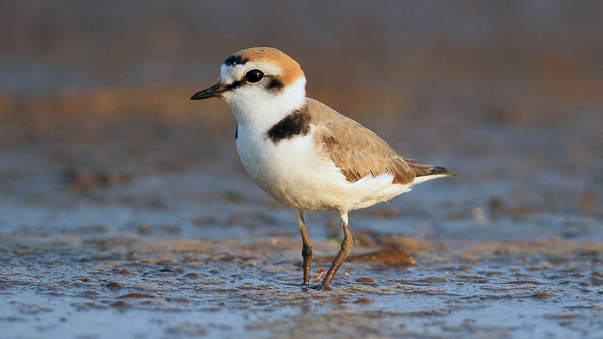 Hanuman plover bird reinstated as species after 86 years