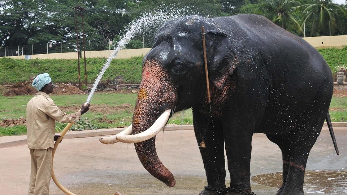 An elephant never forgotten