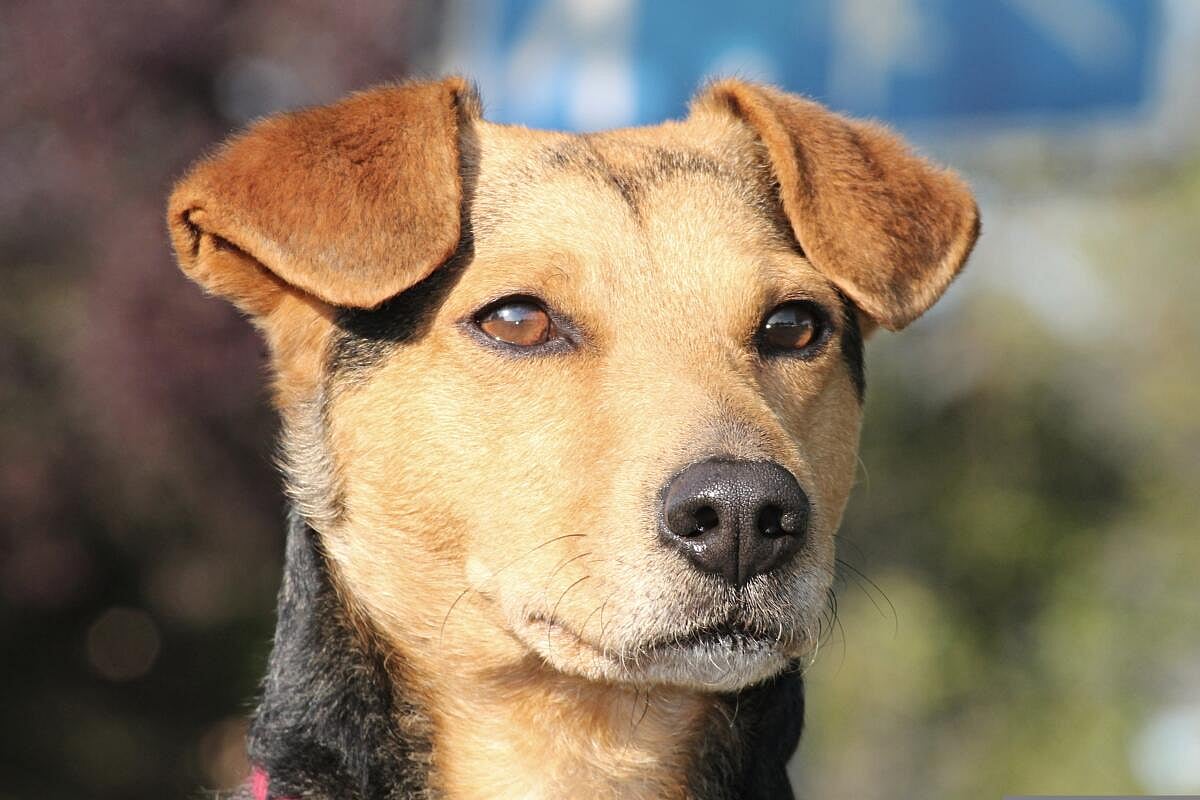 Find your furry friend: Dog adoption drive on May 20