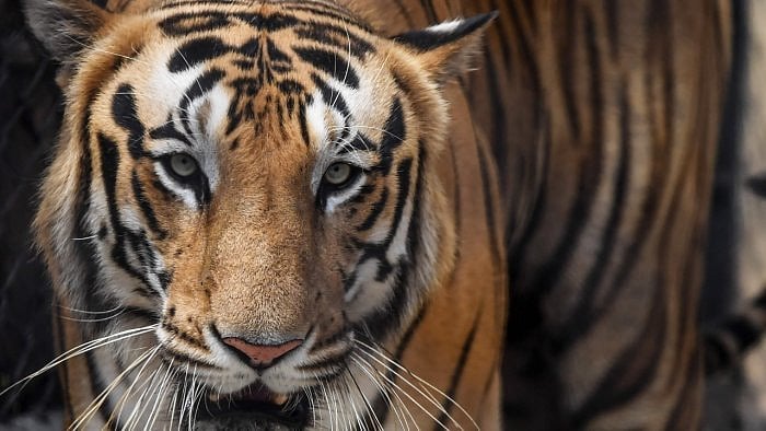 Maharashtra: Two tigresses captured in Chandrapur to be translocated to ...