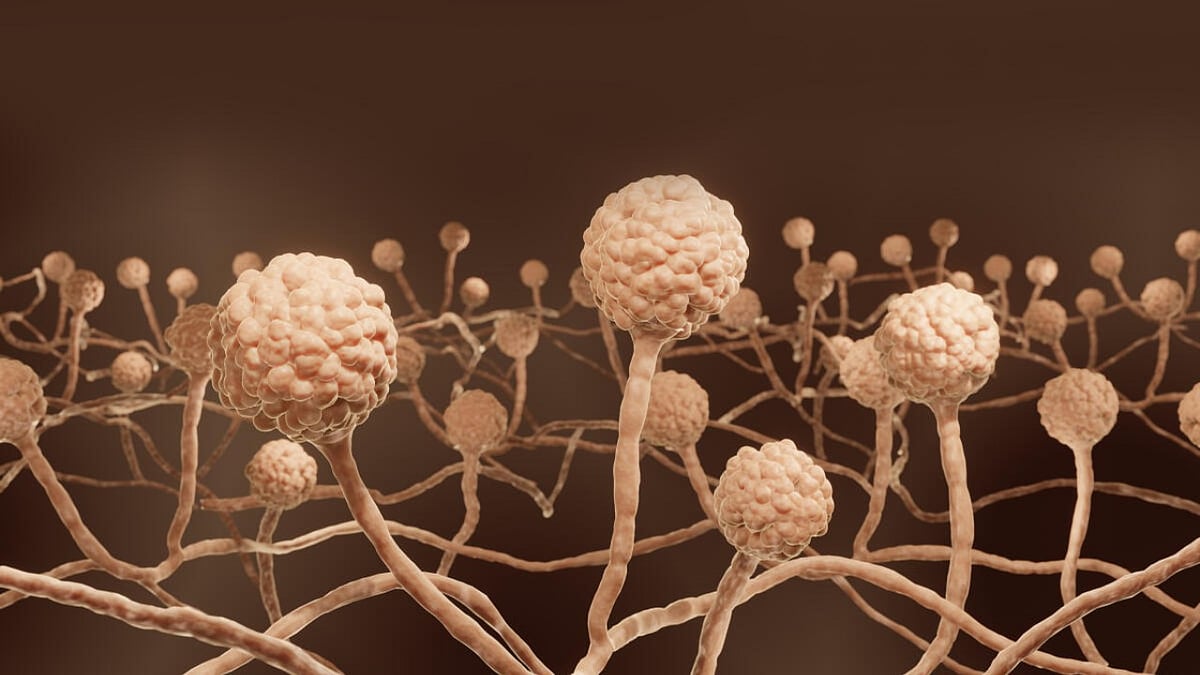 Fungal diseases: An emerging threat?