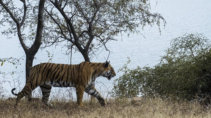 High-level teams visit Uttar Pradesh's Dudhwa Tiger Reserve to probe ...