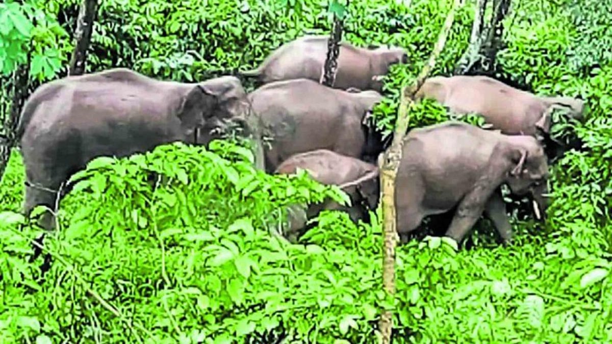 One more killed in wild elephant attack in Wayanad, fourth in a week