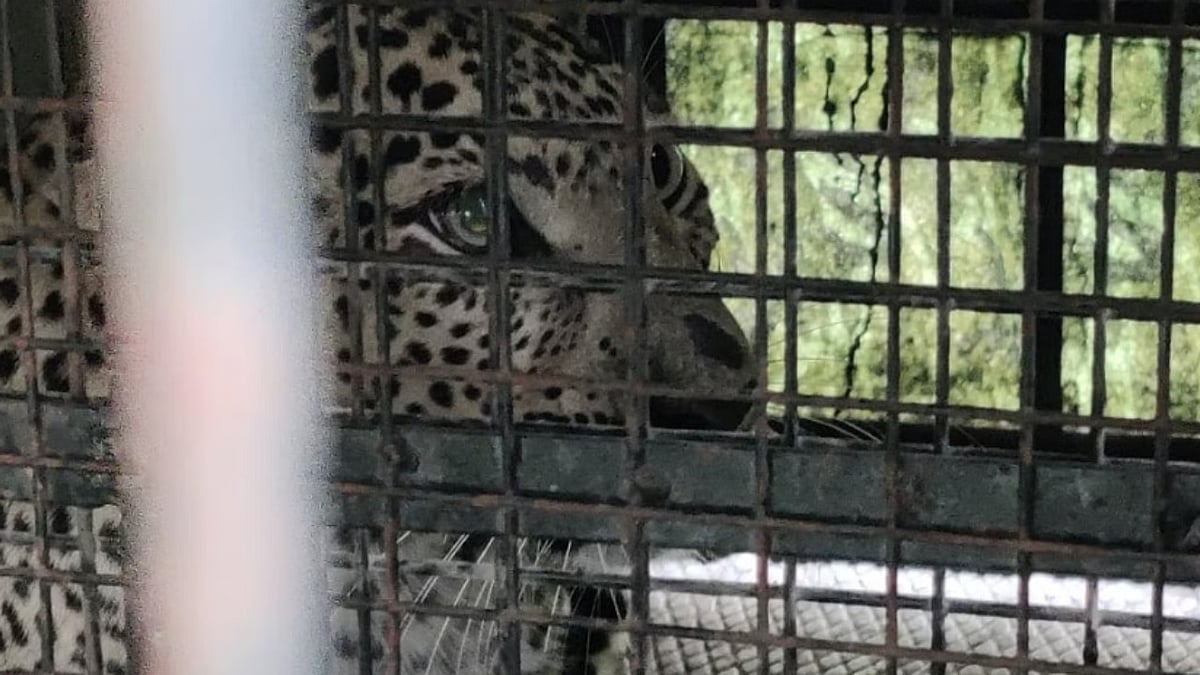 Karnataka: Leopard suspected of killing 6-year-old girl in Hanur taluk ...