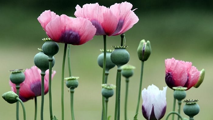 Bihar STF intensifies crackdown against illegal poppy cultivation to ...
