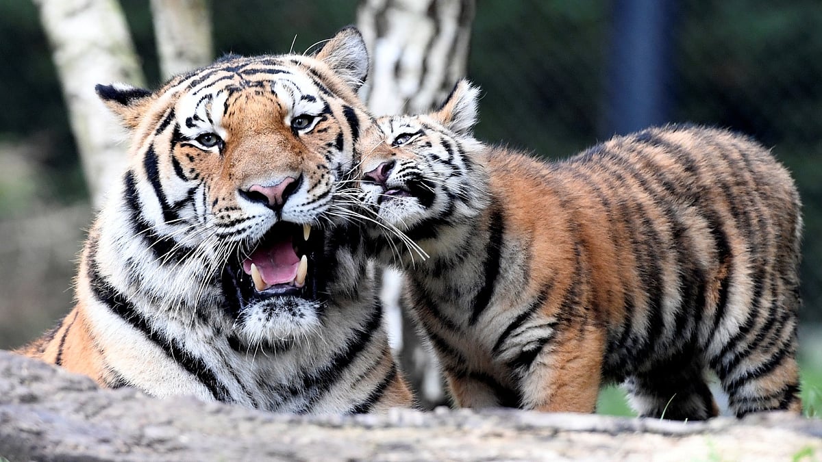 Bombay HC directs Goa govt to notify Mhadei Wildlife Sanctuary as tiger ...