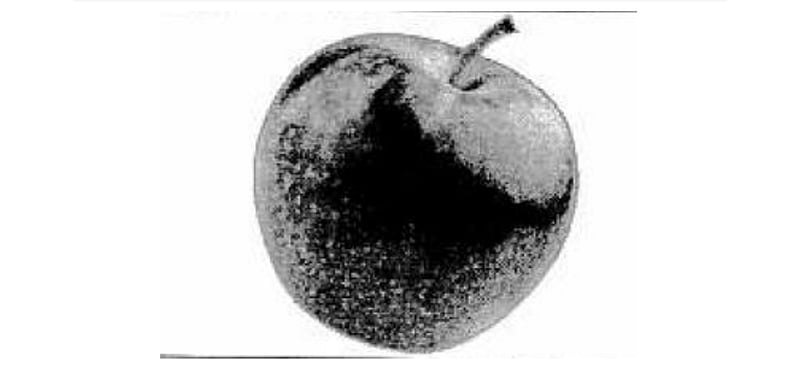 From cauliflower to apple: Quirky election symbols in Bihar